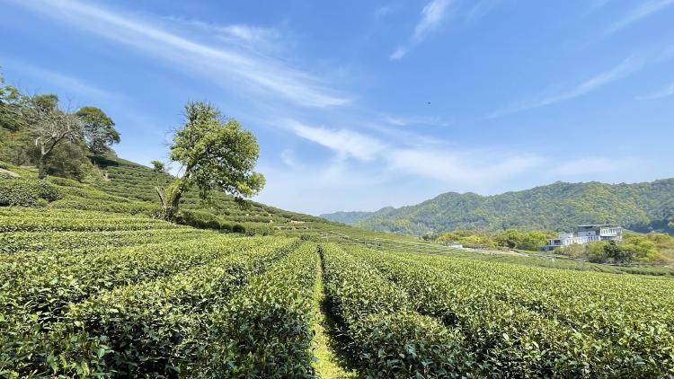 China's Tea Future: Global Warming Could Transform Cultivation | BackZee