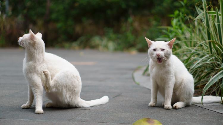 Rare Red Sprites Captured in New Zealand Skies | BackZee